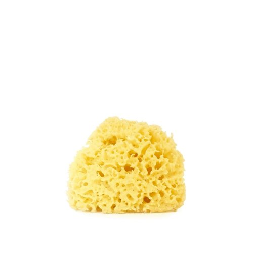 Organic Natural Sea Sponge Small Size (8 cm) – Lets Organic